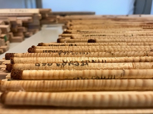 Revealing the stories of European trees: Gentree